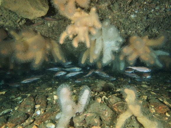 Sol over Sankt Hans – Libra d. 23/6 2019 | Havbasserne FSU